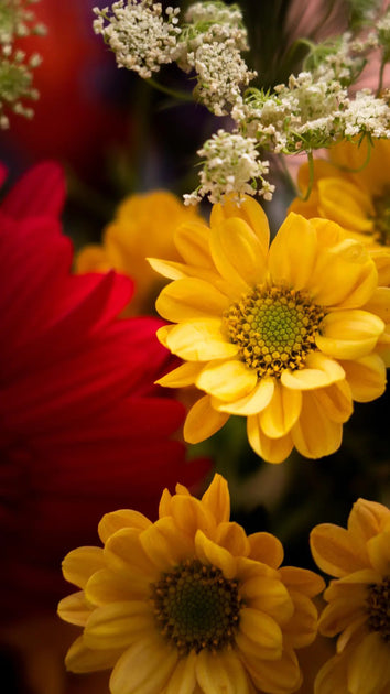 FLOWERS THROUGH THICK AND THIN – Shades of Spring