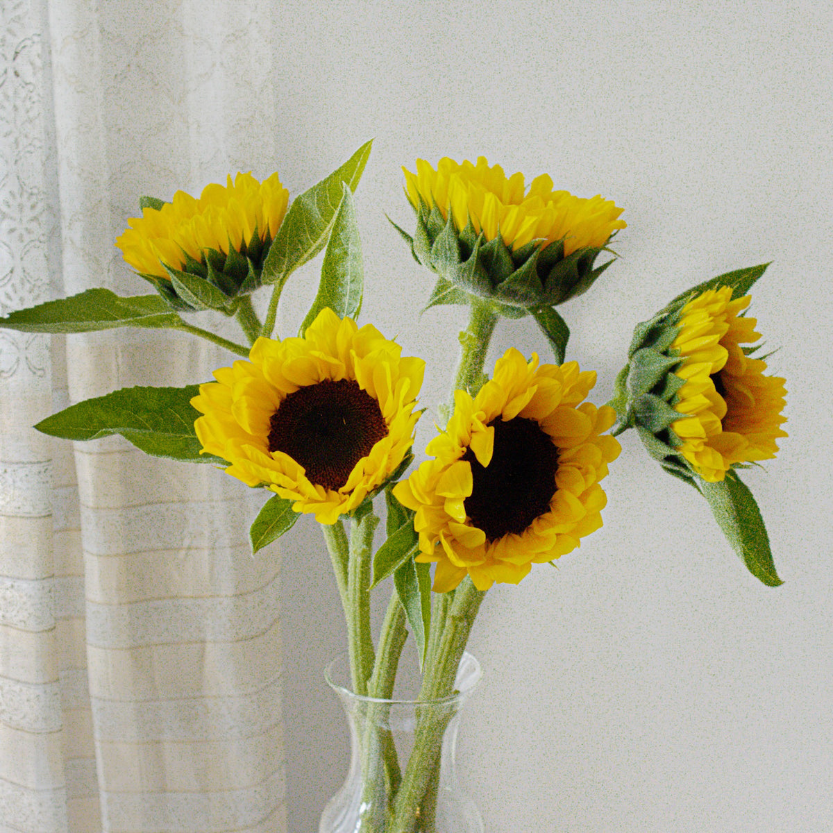 Sunflower - 5 stems – Shades of Spring